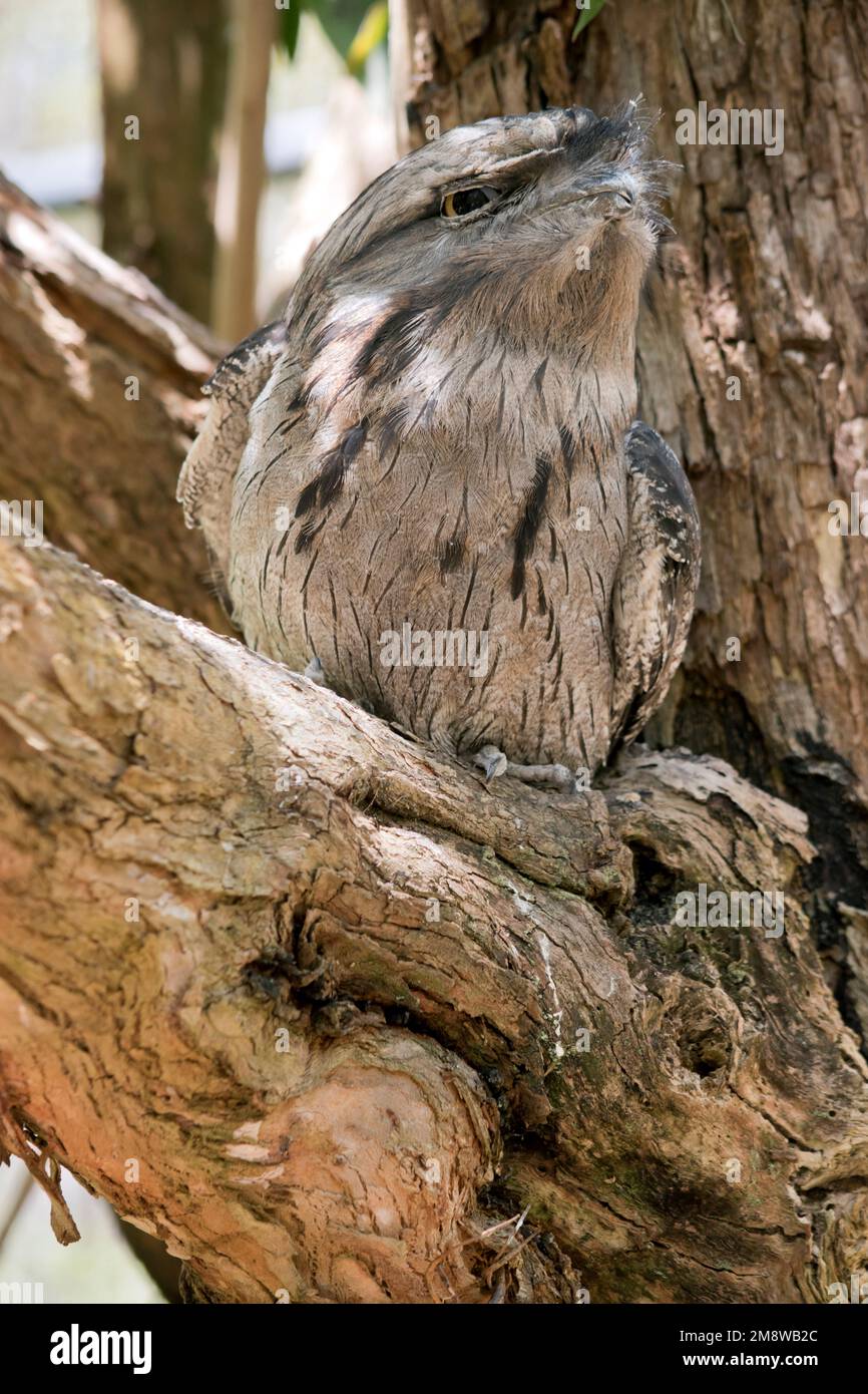 the twany frogmouth plumage is mottled grey, white, black and rufous ...