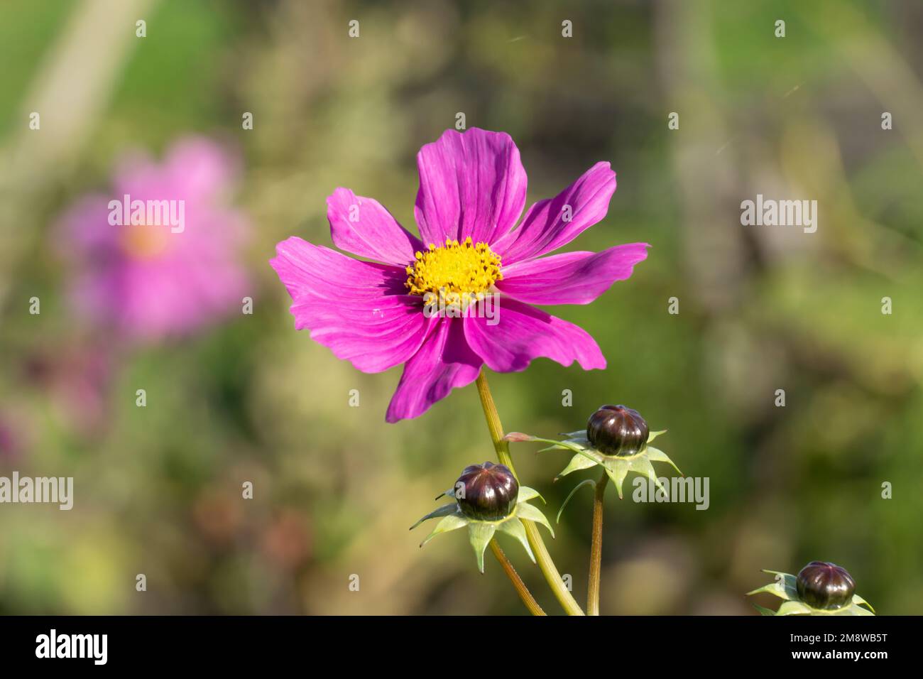 A closeup shot of a cosmos pink flower isolated on a blurred background ...