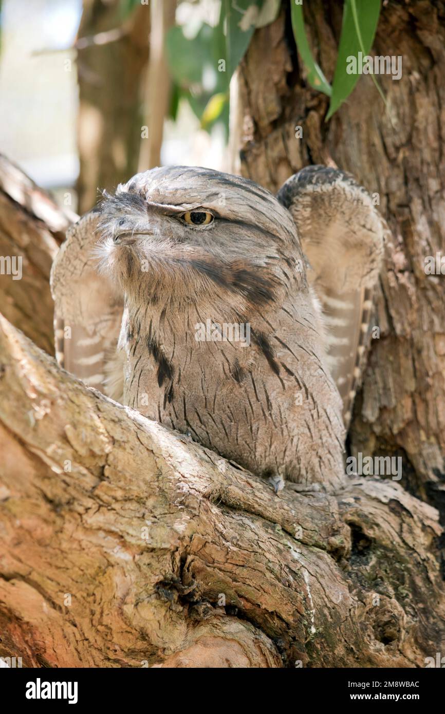 the tawny frogmouth plumage is mottled grey, white, black and rufous ...