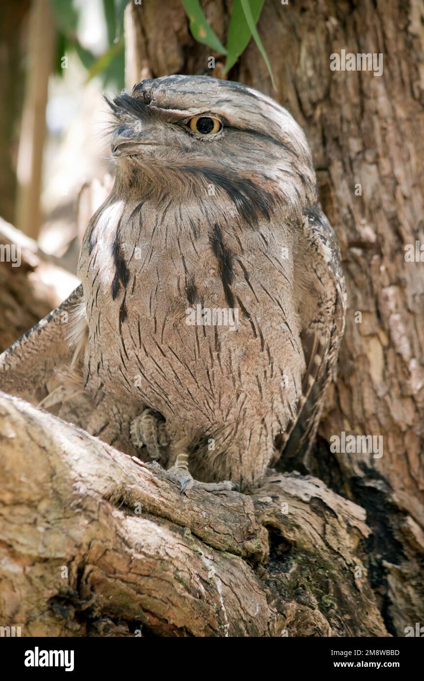 the tawny frogmouth plumage is mottled grey, white, black and rufous ...