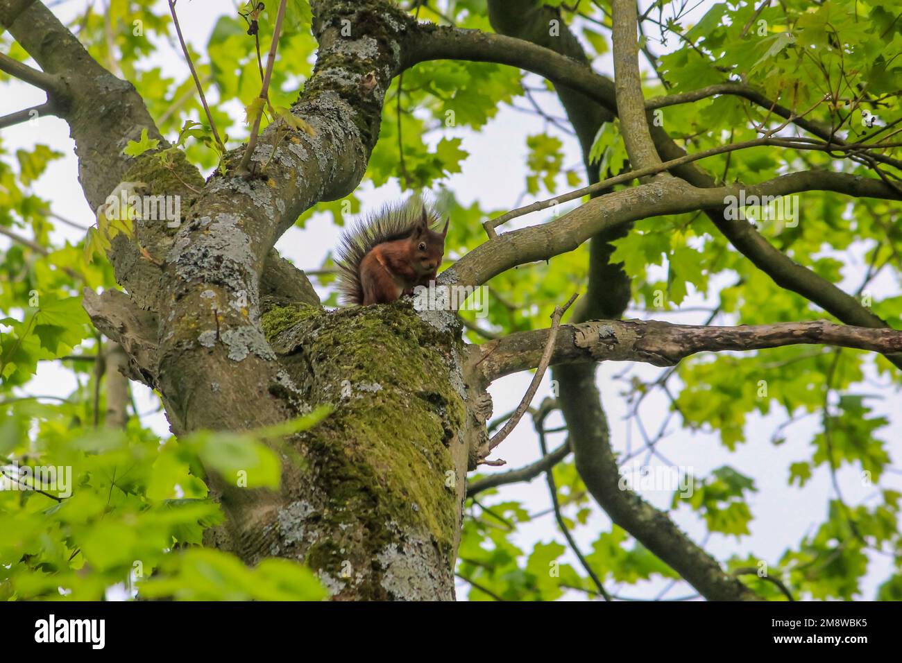 A shallow focus shot of a squirrel on a green tree Stock Photo - Alamy