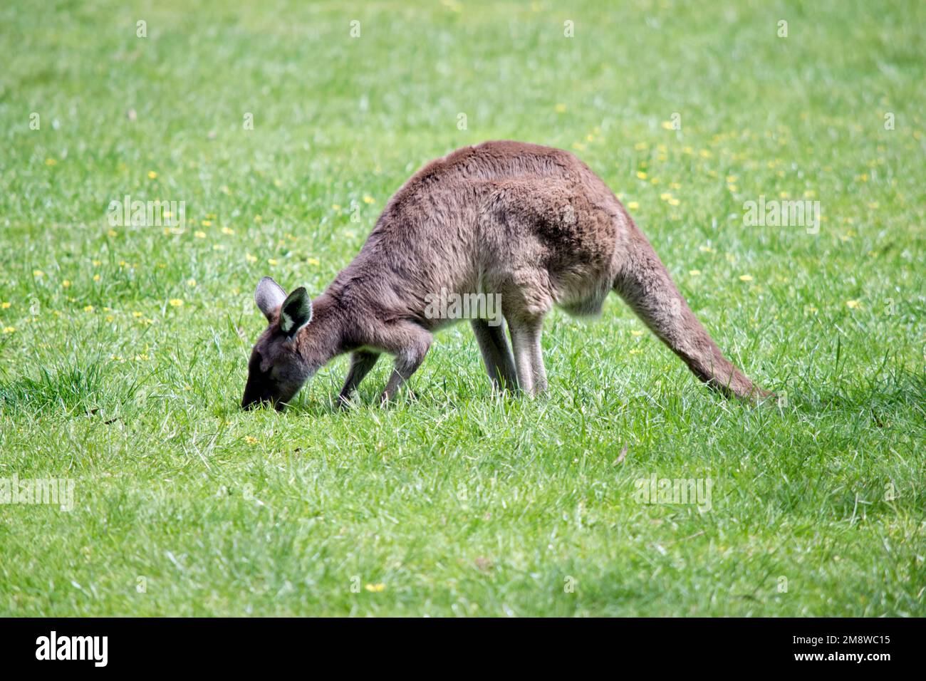 this is a side view of a western grey kangaroo in a grassy field Stock ...