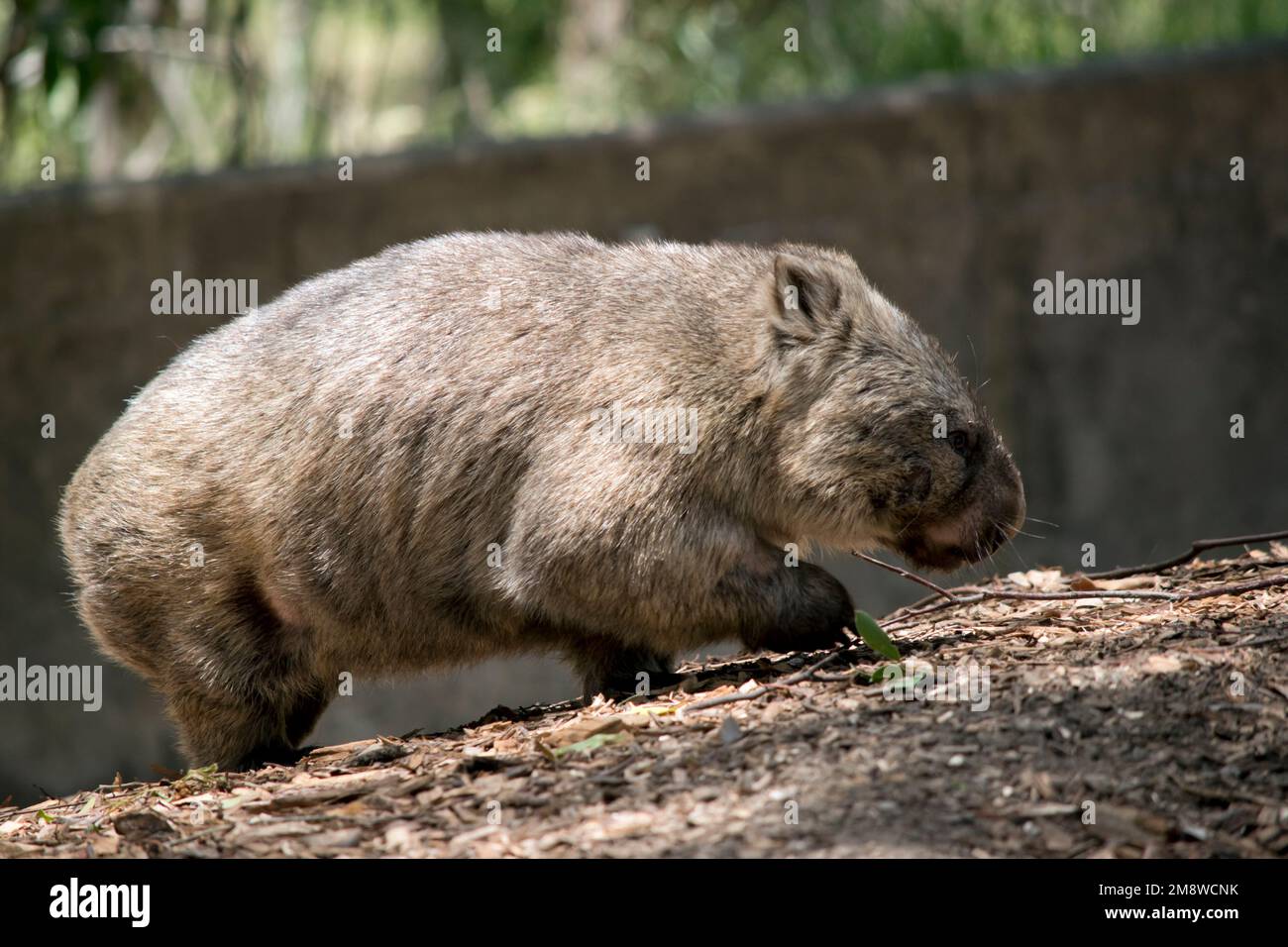 the wombat is a brown and gray marsupial which burrows underground ...