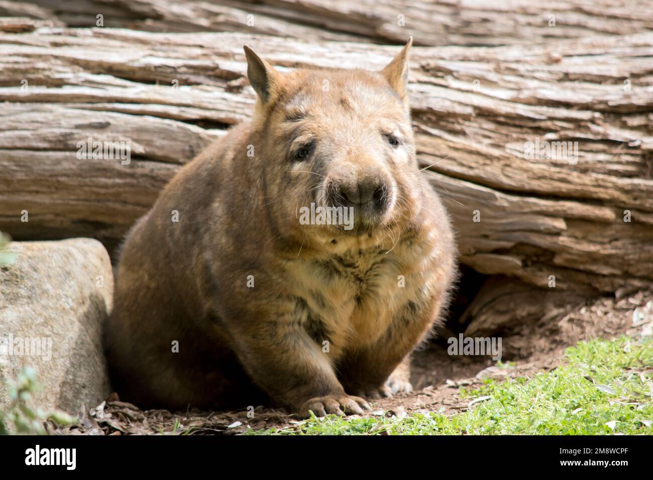 Wombats are marsupials with brown, tan or grey fur and from their ...