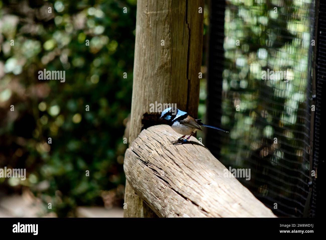 the male splendid fairy wren is distinctive with a bright blue forehead ...