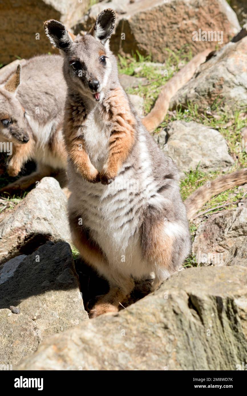 The yellow-footed rock-wallaby is grey to fawn-grey above and light ...