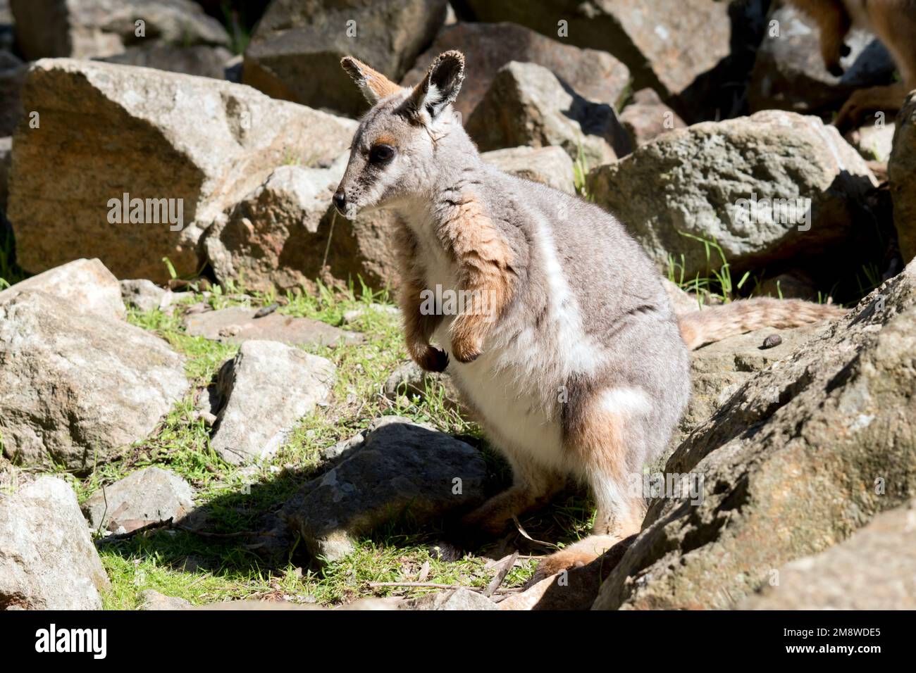 The yellow-footed rock-wallaby is grey to fawn-grey above and light ...