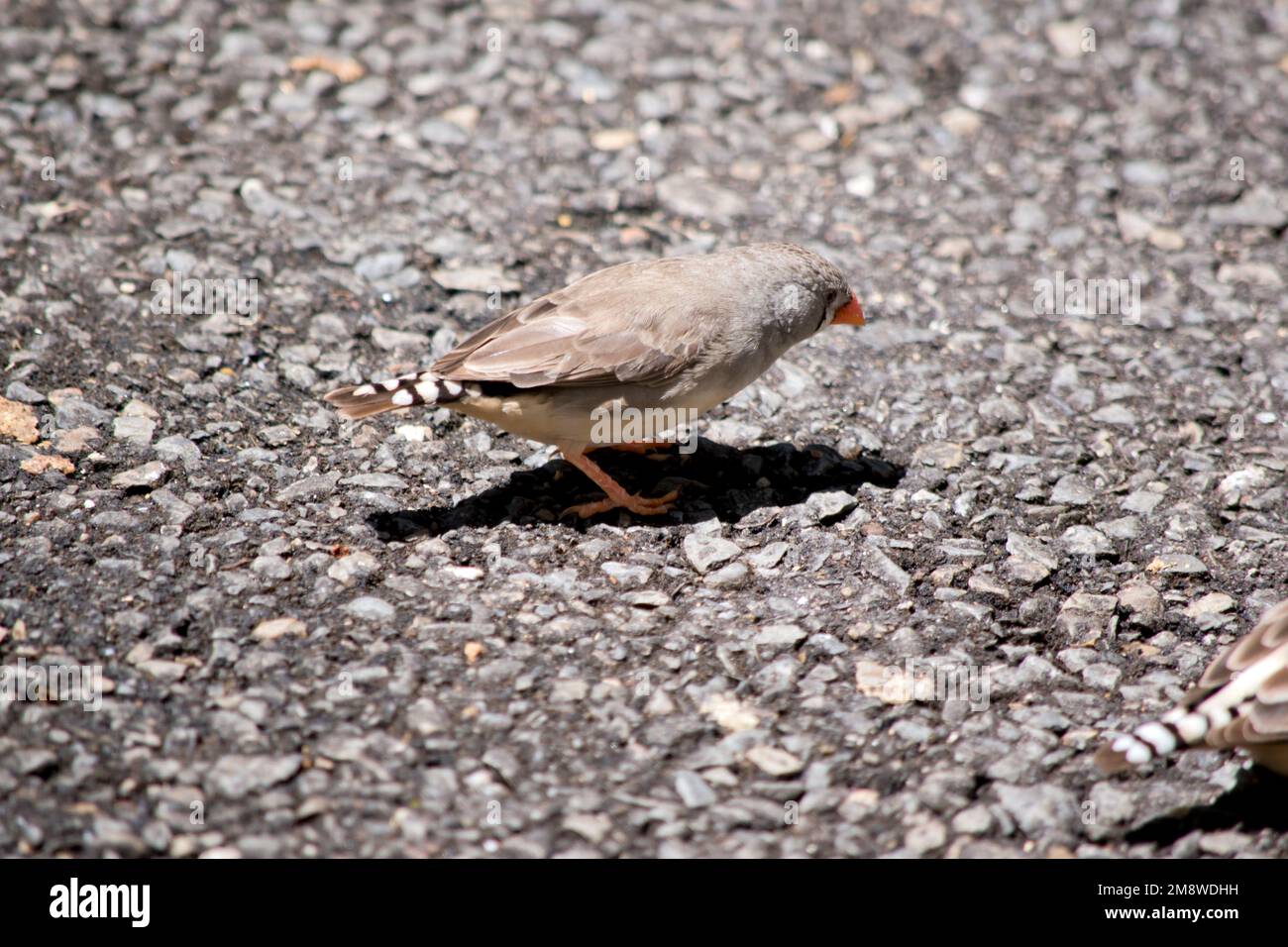 this is a female zebra finch it has a grey head white chest and an ...