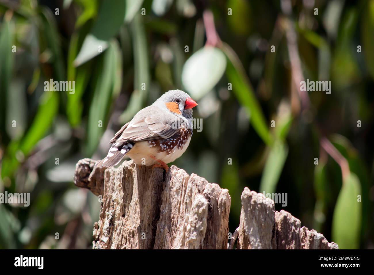 Zebra finches hi-res stock photography and images - Alamy