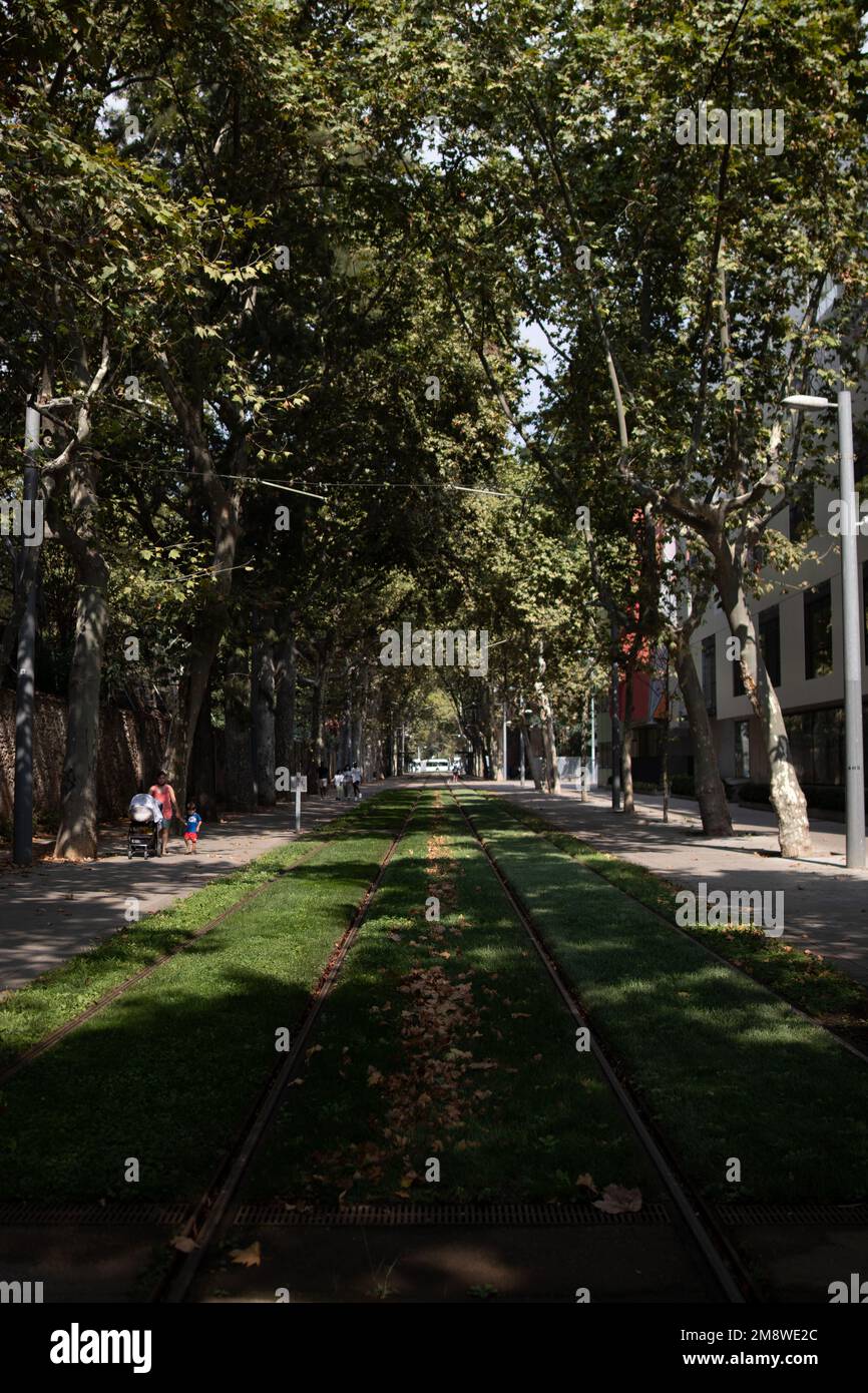 A vertical shot of a grass metro track outdoors under trees Stock Photo ...