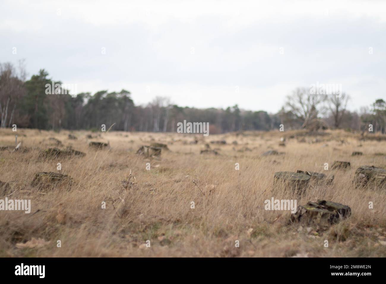 A dry field with cut tree stumps Stock Photo - Alamy