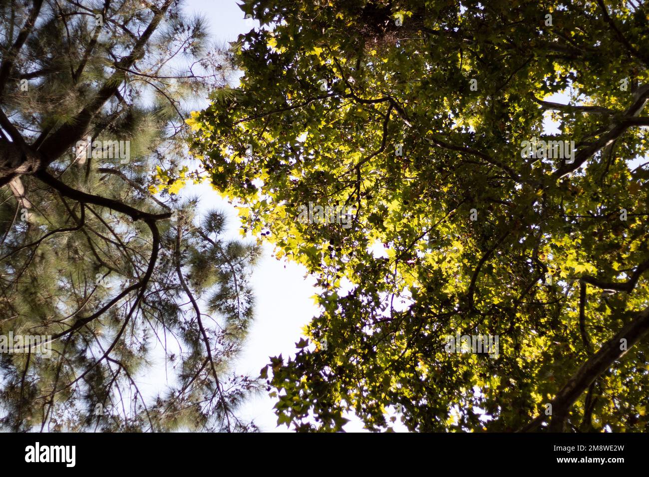 A beautiful shot of a canopy of green trees Stock Photo - Alamy