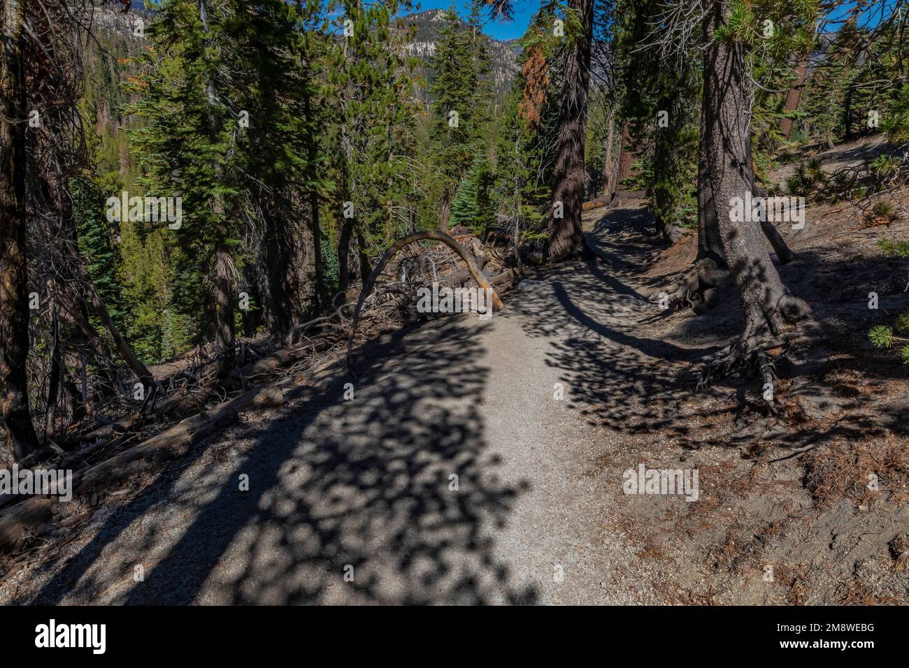 Trail to top of basalt formations in Devils Postpile National Monument ...