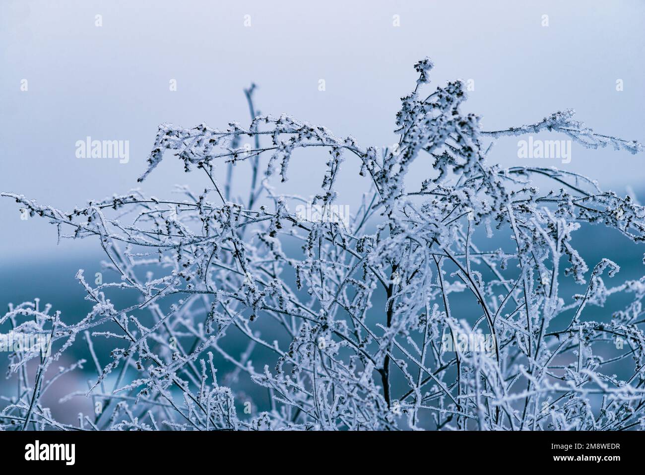 Macro Winter brunch dry plants frost outdoor frozen snow natural ...