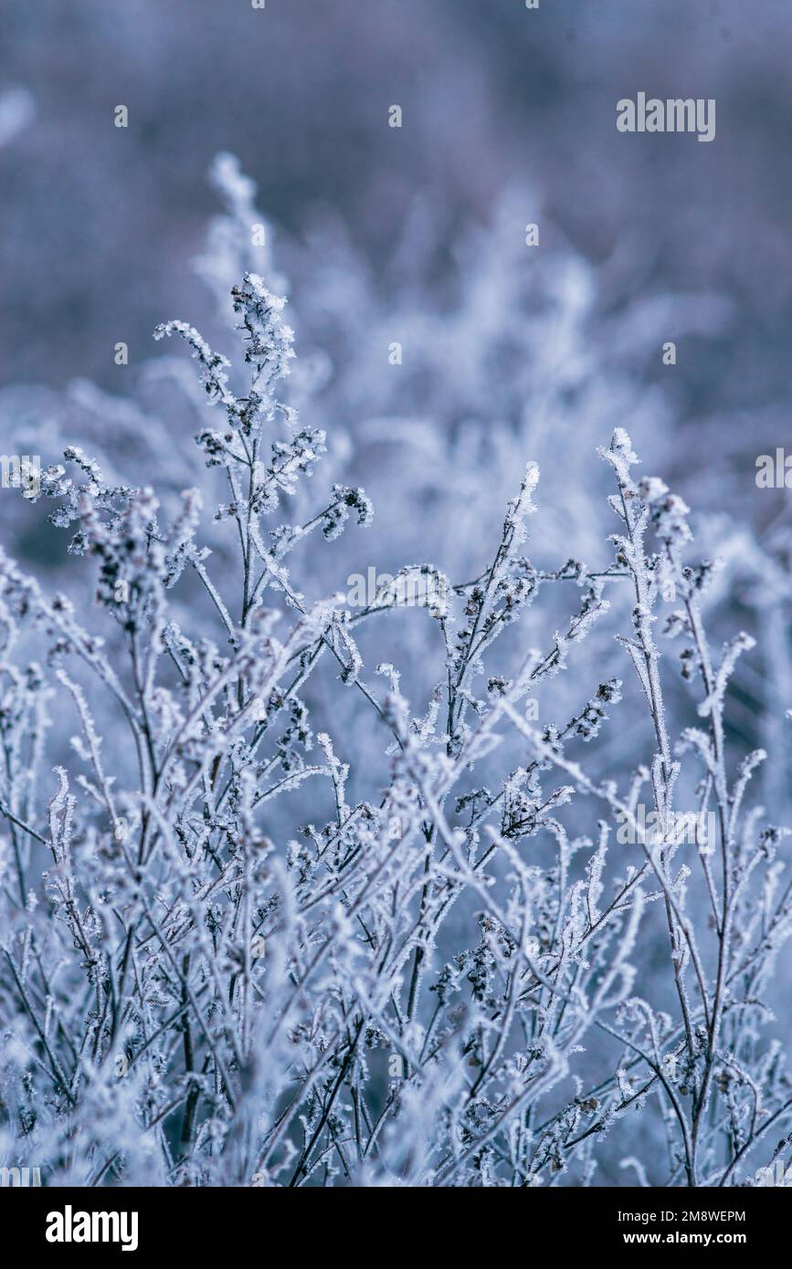 Macro Winter brunch dry plants frost outdoor frozen snow natural ...