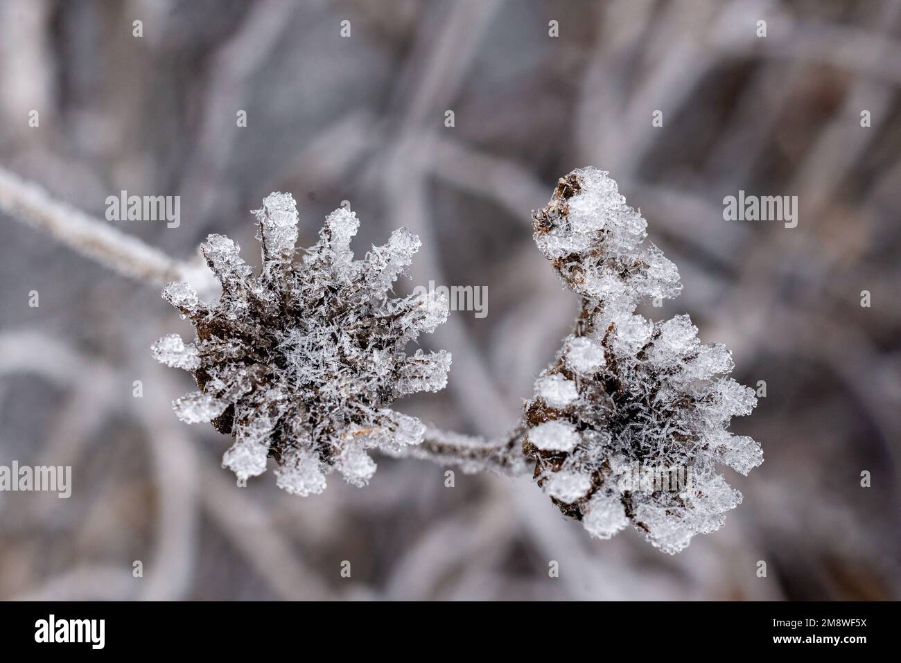Macro Winter brunch dry plants frost outdoor frozen snow natural ...