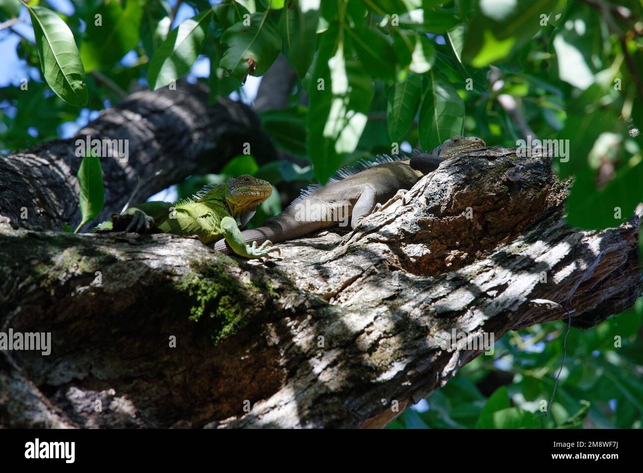 The couple of reen Iguana lizard, tropical creature, climbing palm tree ...