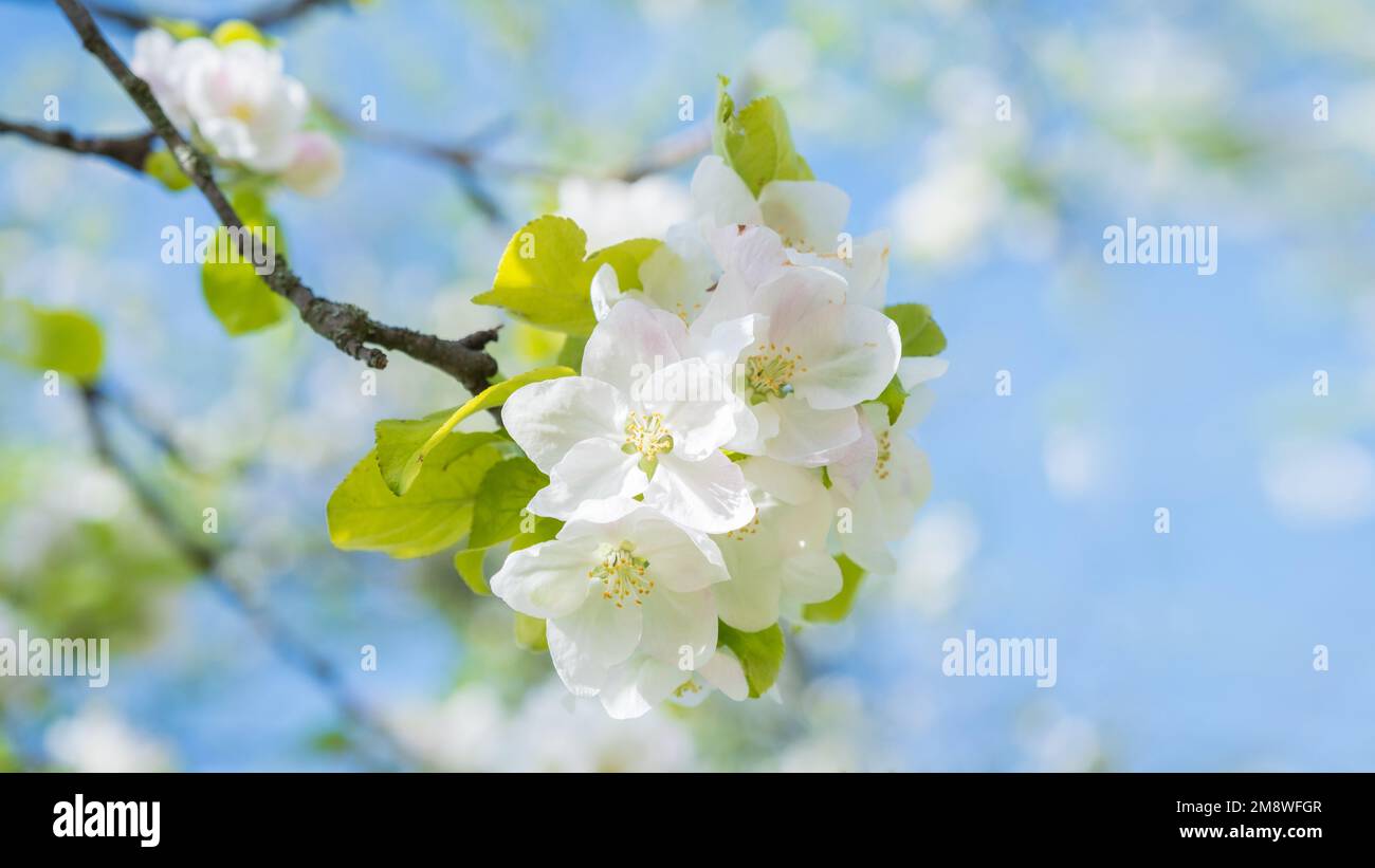 Blossom apple tree. Flowering tree branch with white flowers ...