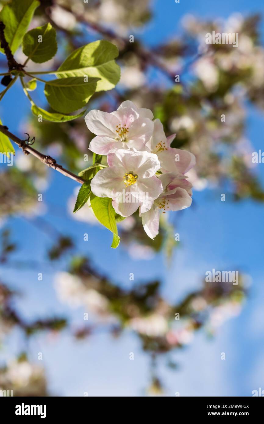 White Apple flowers. Background with blooming flowers in spring day ...