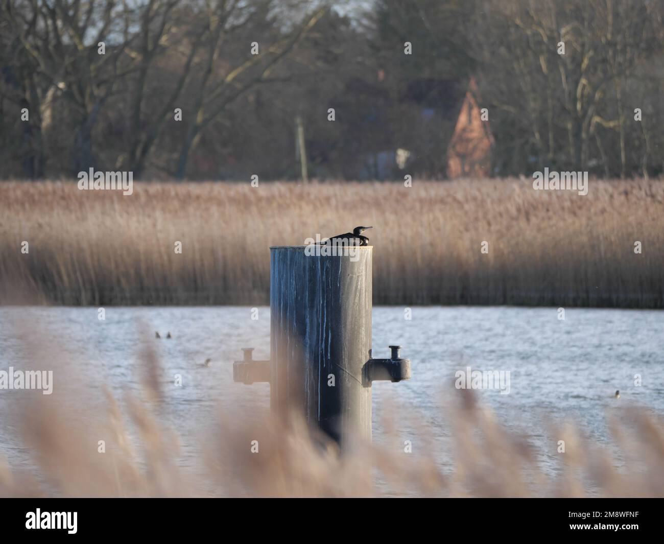 A cormorant sits on a thick wooden pole in front of a reed bed Stock ...
