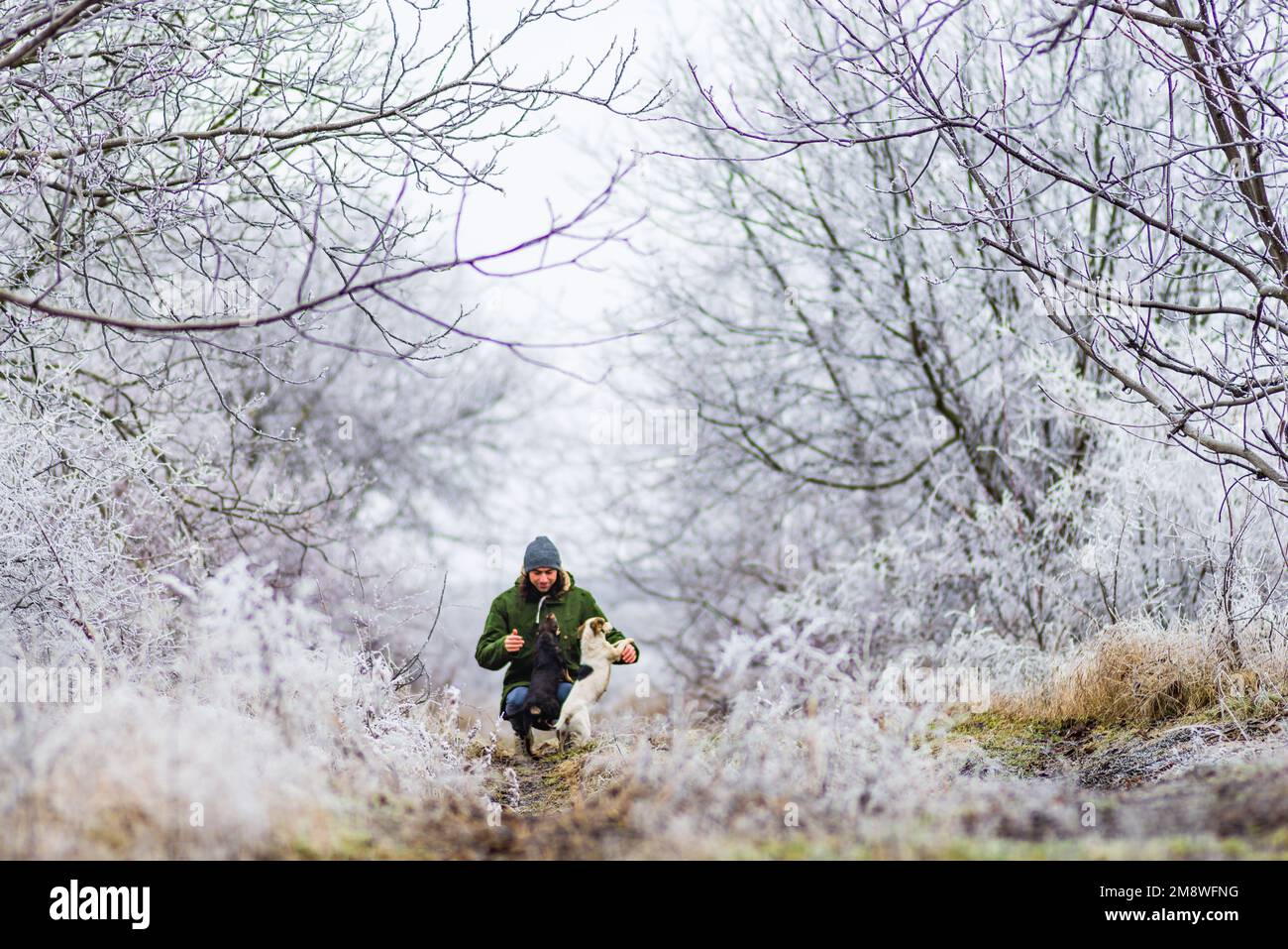 beautiful winter landscape with man playing dog background with snow ...