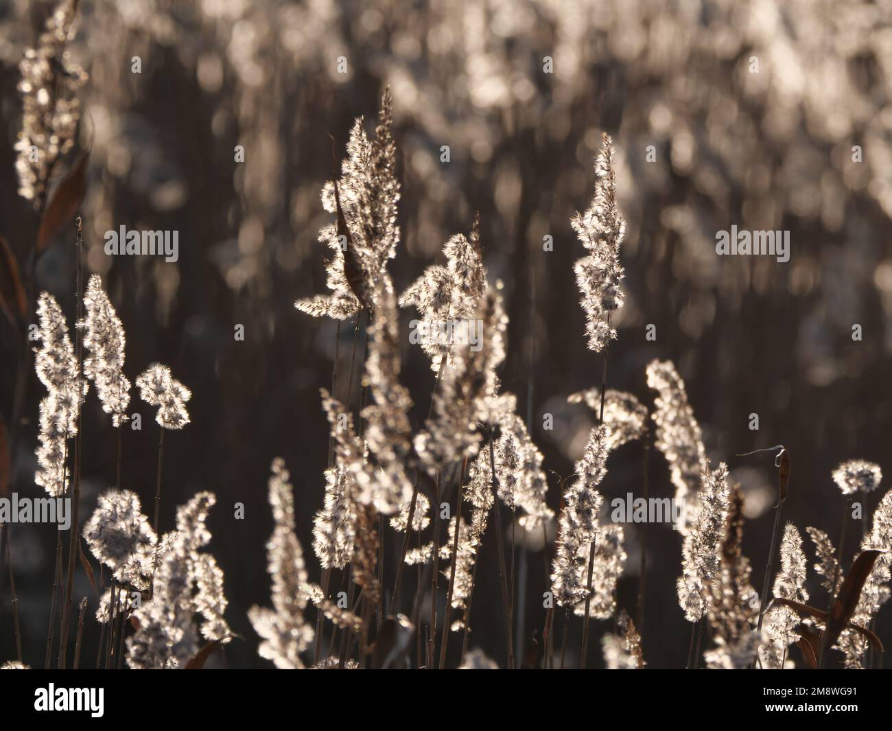 Reed stalks and fruits in the back light in the evening sun Stock Photo ...
