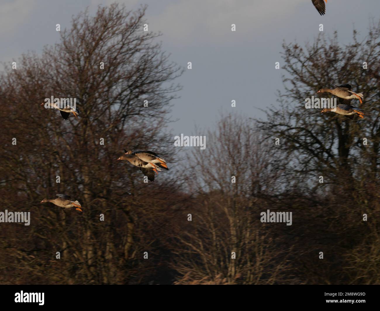 A group of gray geese flies in front of trees during bird flight in ...