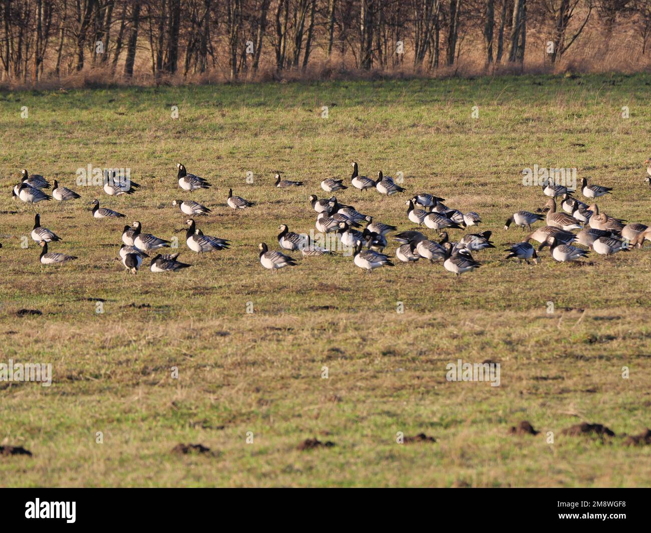 Large group of geese hi-res stock photography and images - Alamy