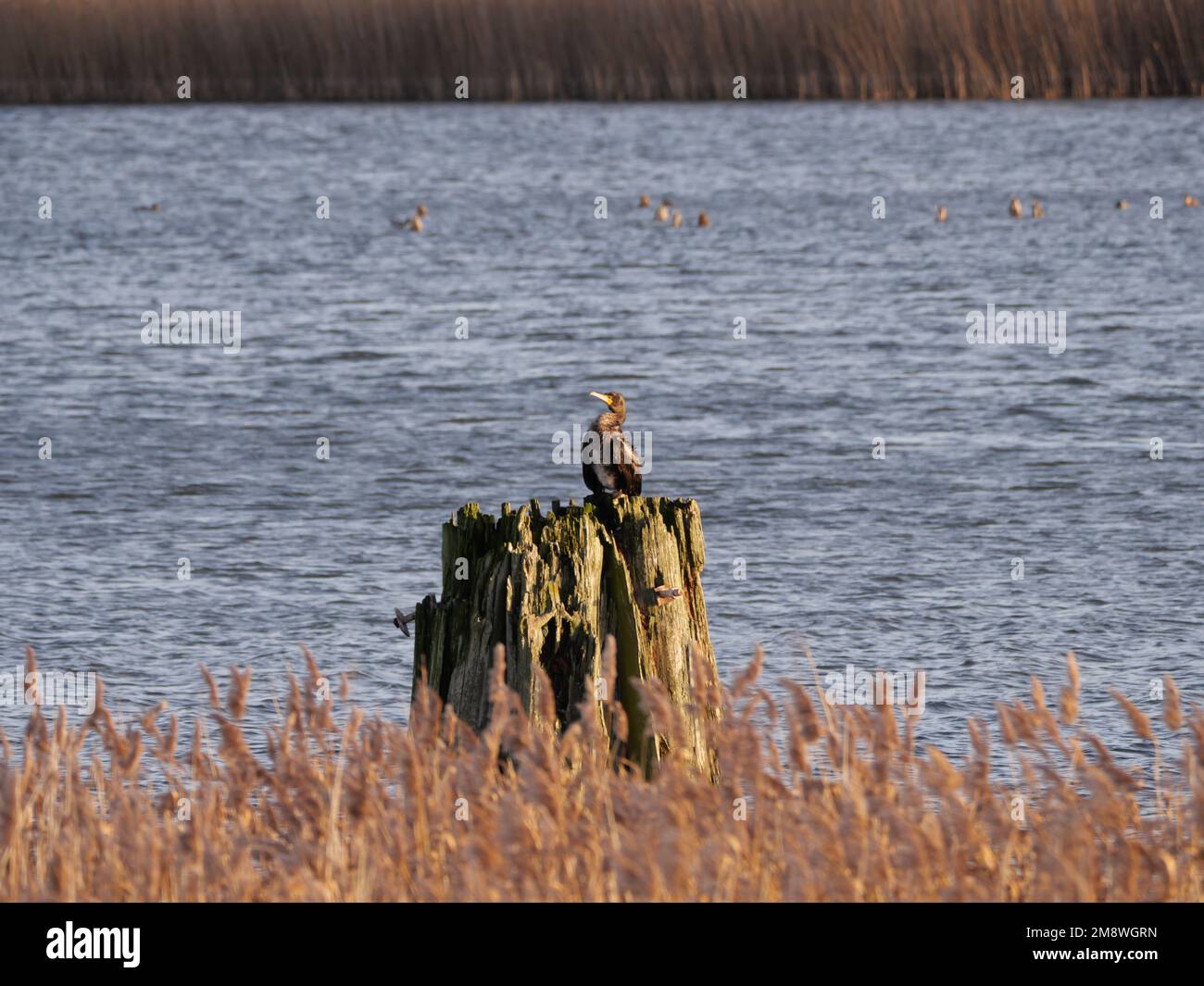A cormorant sits on a thick wooden pole Stock Photo - Alamy