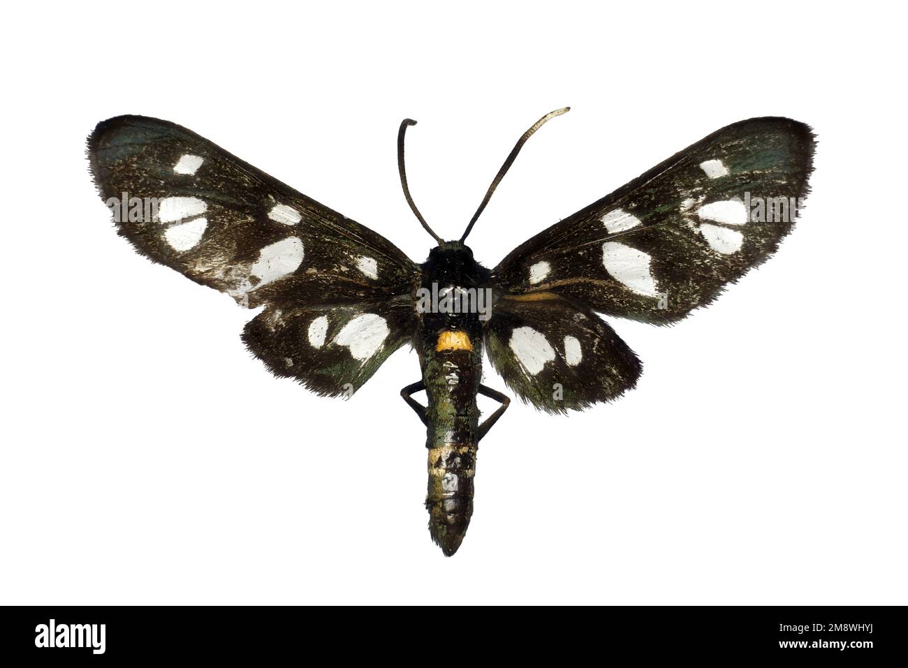Ragusa's nine-spotted moth (family Erebidae), a butterfly, 50 years old ...