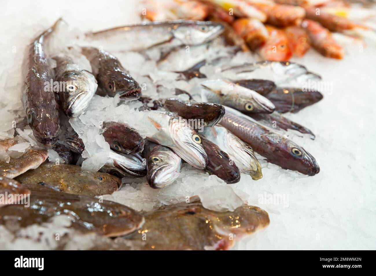 European hake merluccius merluccius hi-res stock photography and images ...