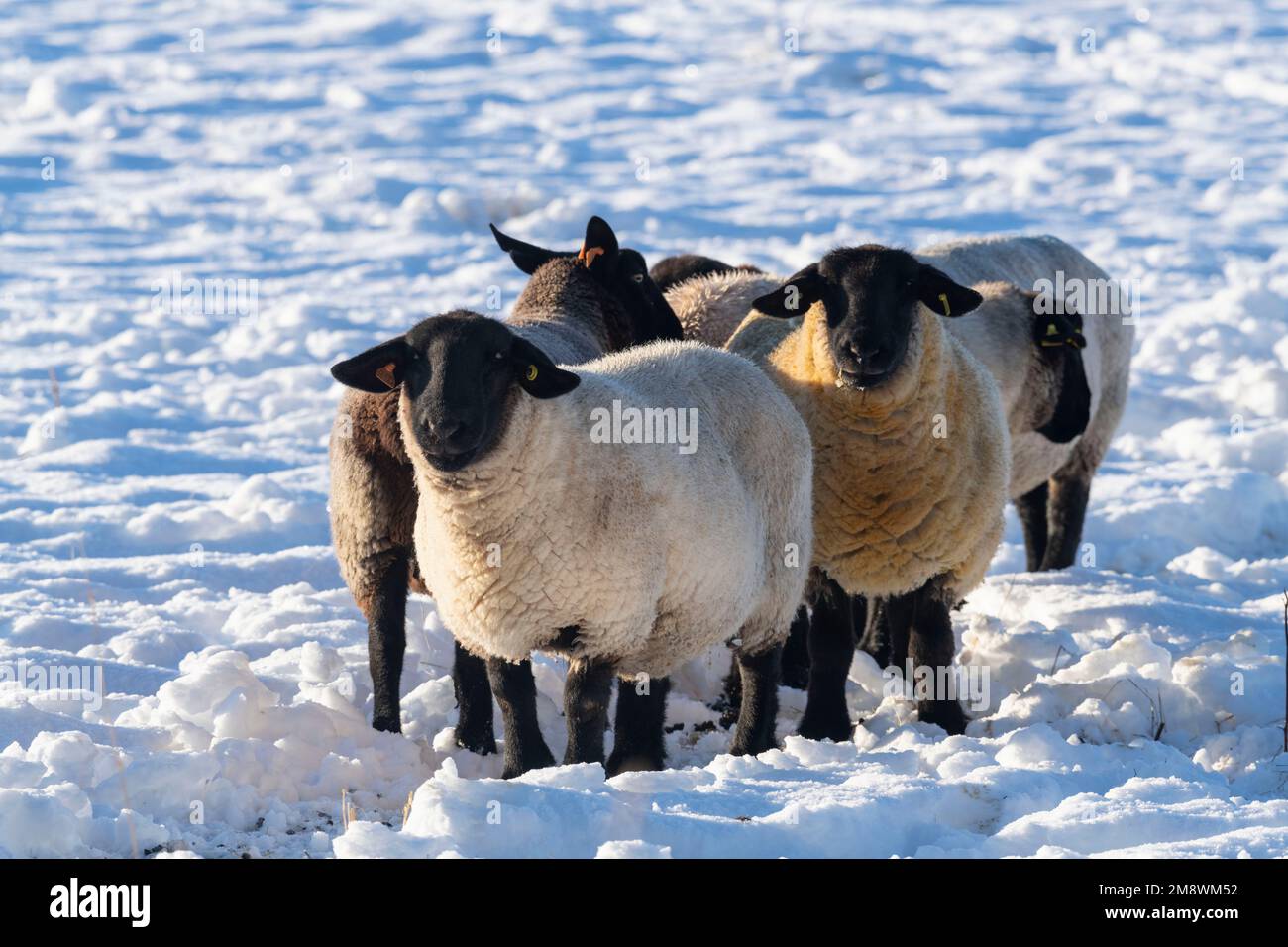 Suffolk farming hi-res stock photography and images - Alamy