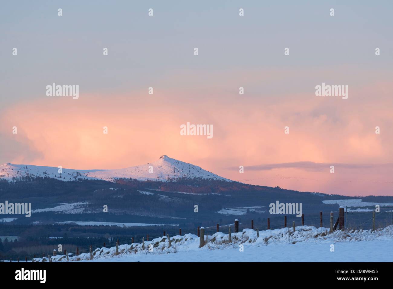 A Long Line of Geese Close to the Horizon Near Bennachie in ...