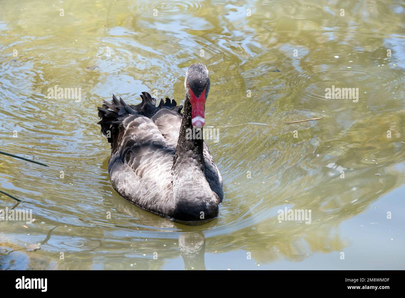 the black swan is an all black waterbird with a red bill with a white ...