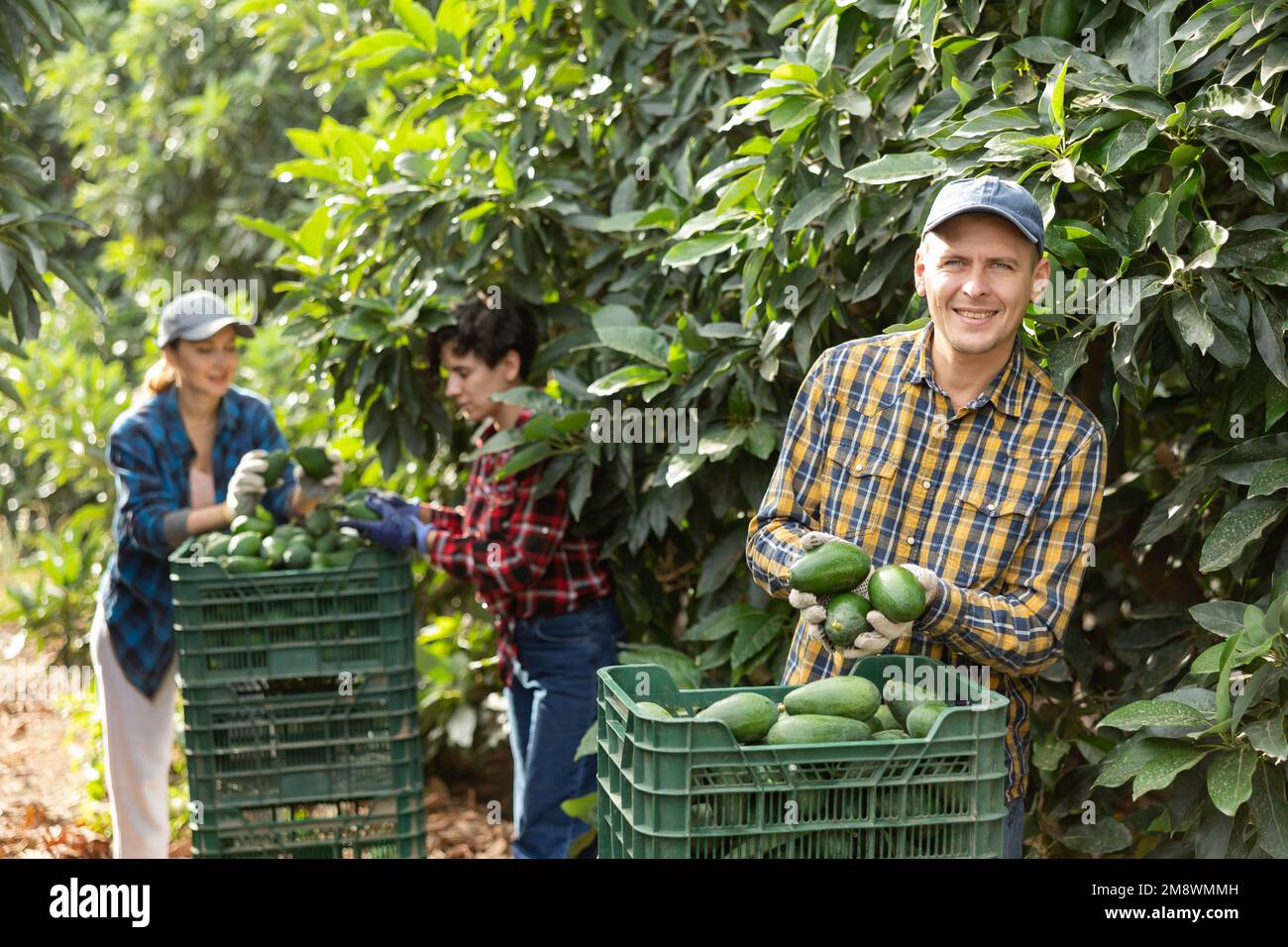 Happy skilled young male gardener in plaid shirt holding green organic ...