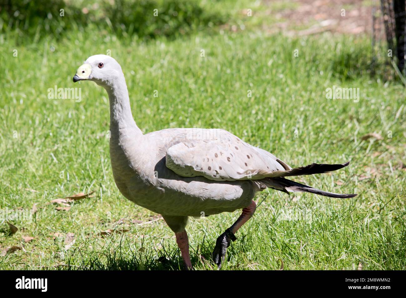 the Cape Barren goose is a grey bird with a yellow beak and black tip ...