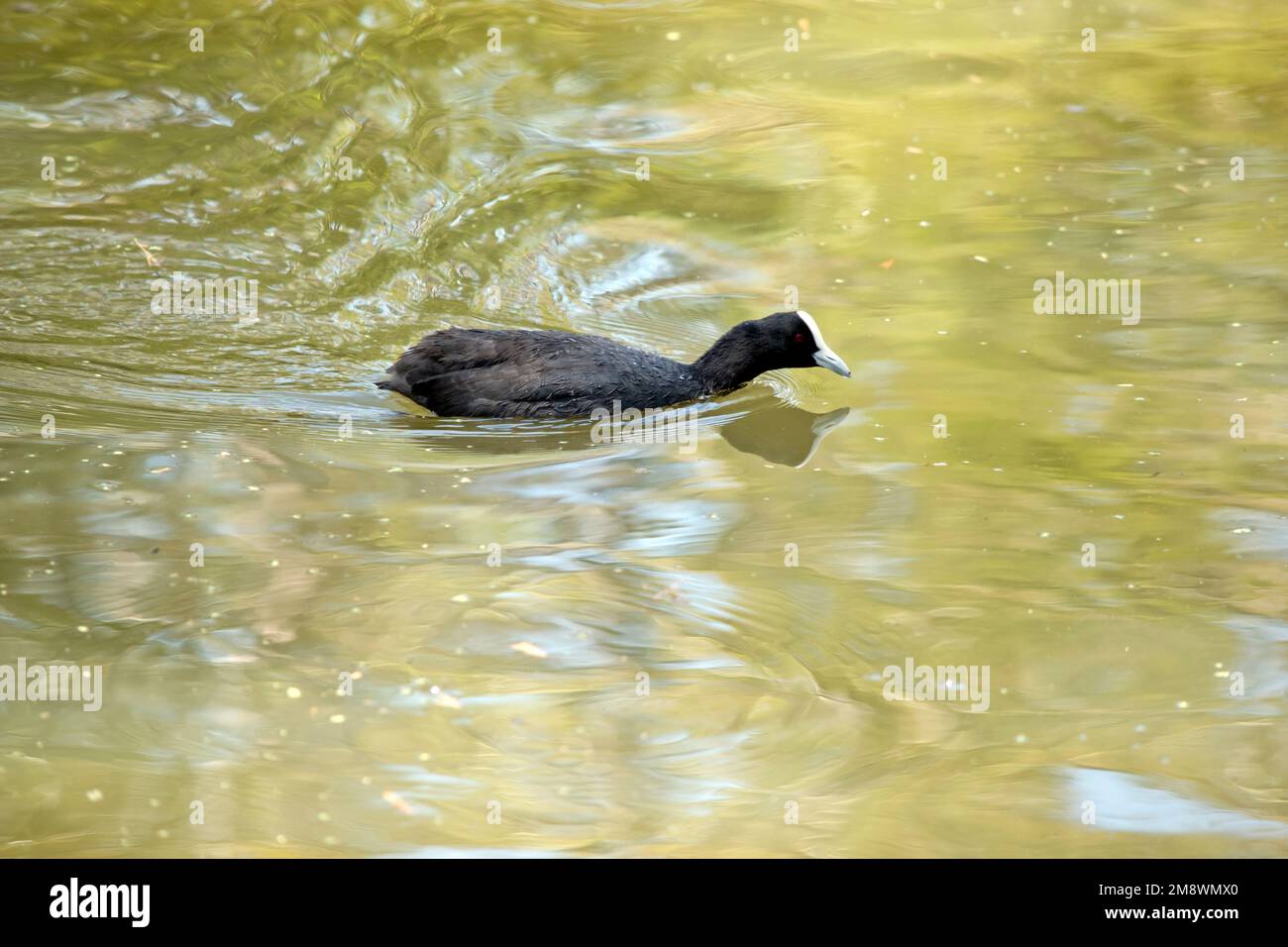 the eurasian coot is a black waterbird with a white mantle Stock Photo ...