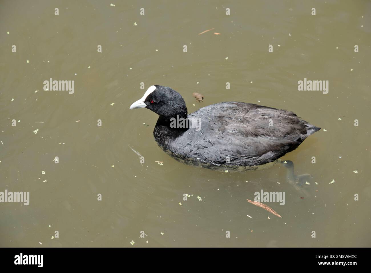 the eurasian coot is a black waterbird with a white mantle Stock Photo ...