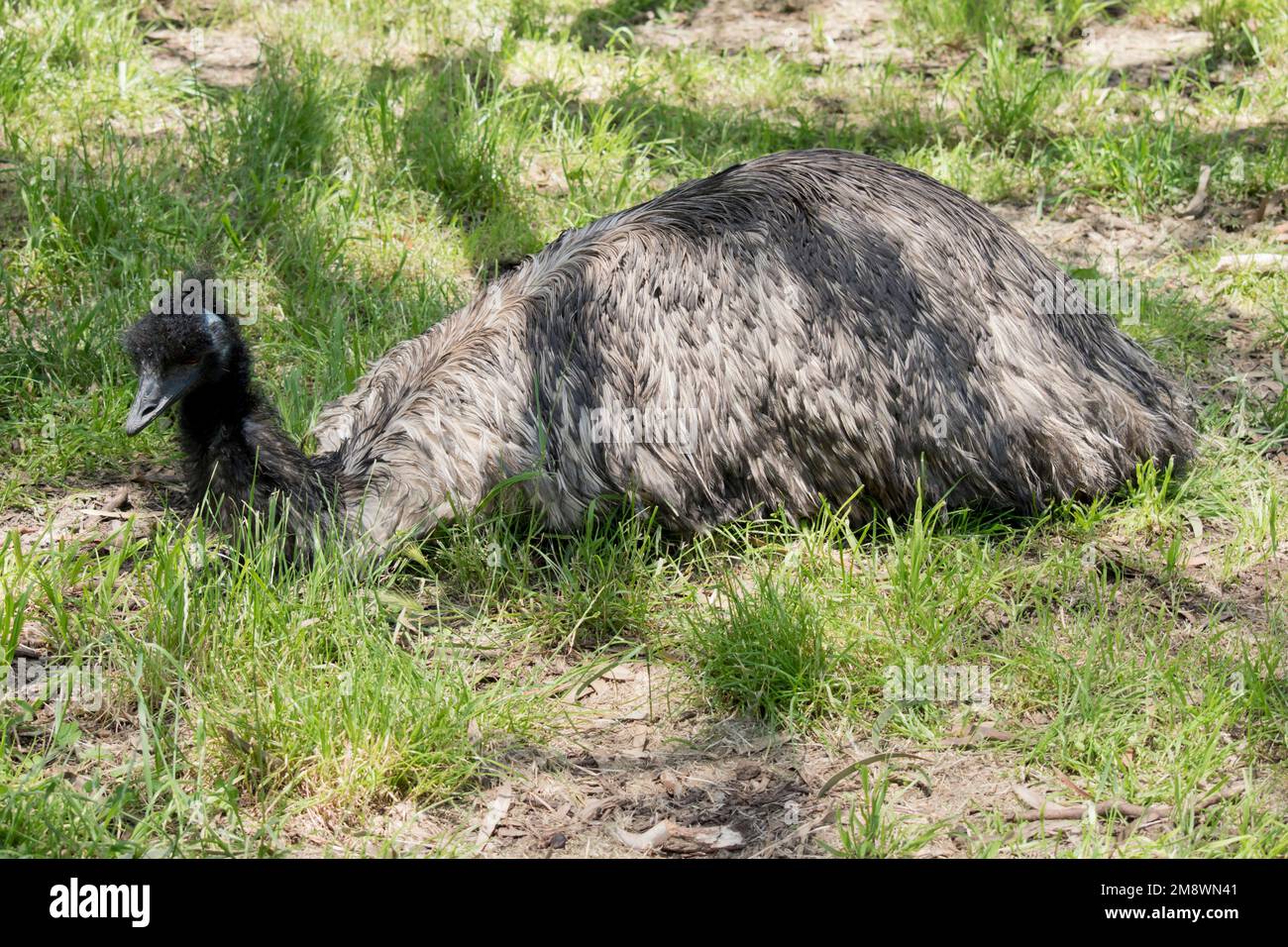 The australian emu is covered in primitive feathers that are dusky ...