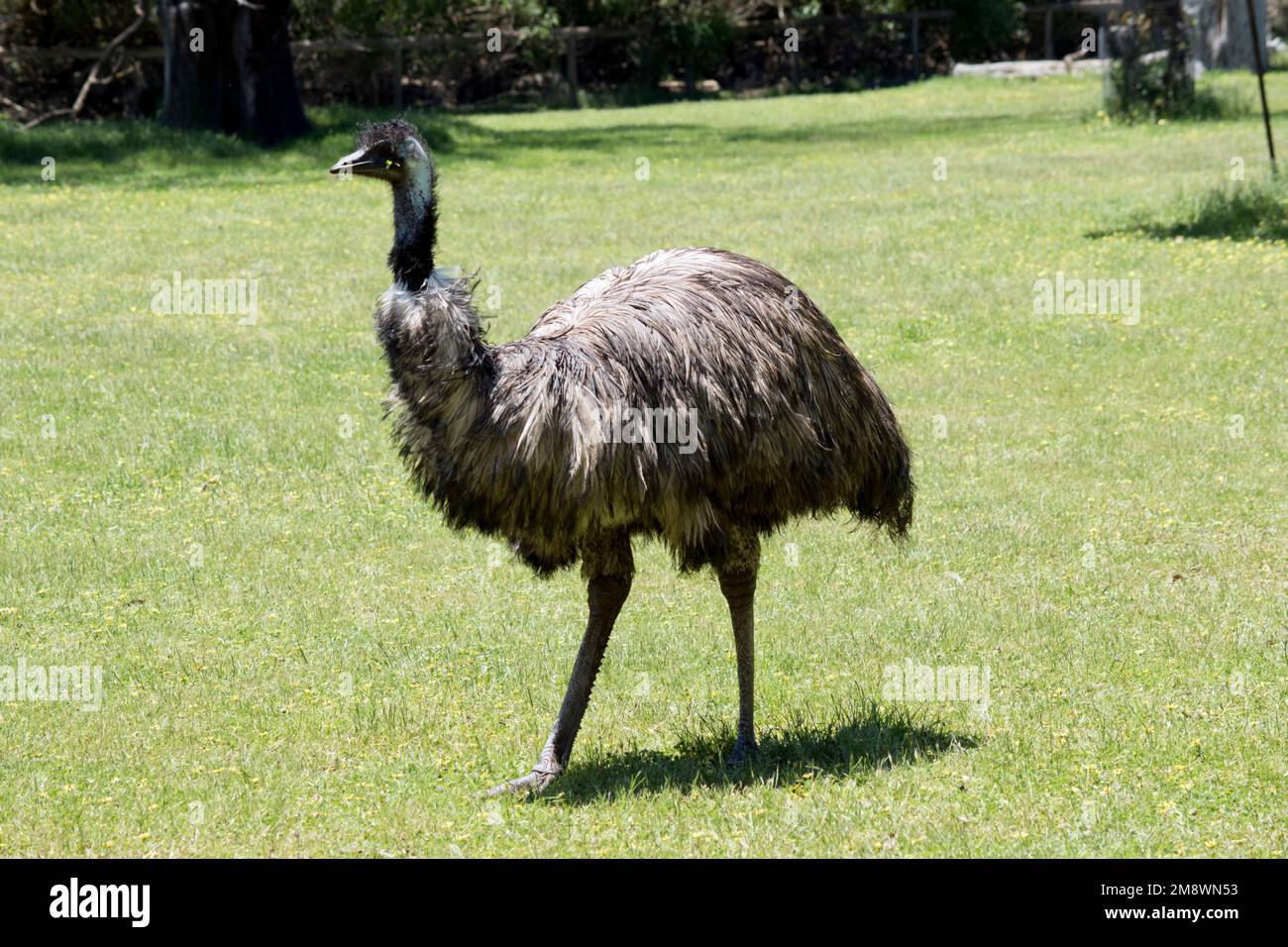 The australian emu is covered in primitive feathers that are dusky ...