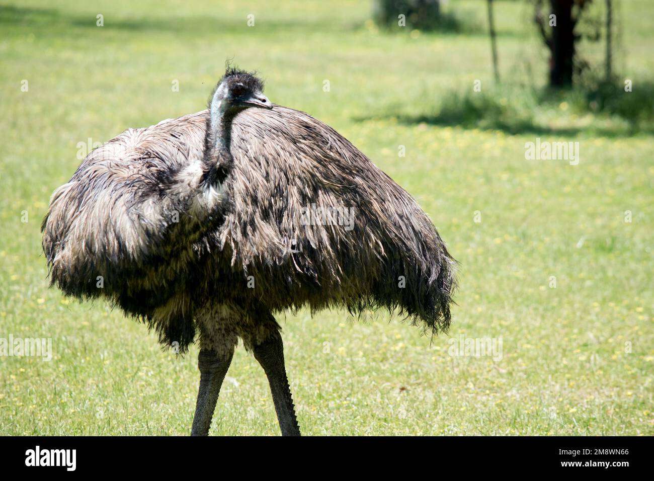 The australian emu is covered in primitive feathers that are dusky ...