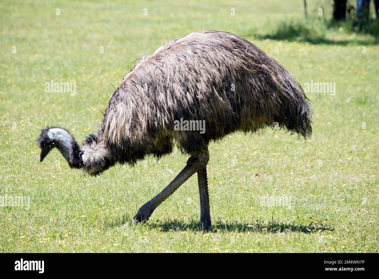 The australian emu is covered in primitive feathers that are dusky ...