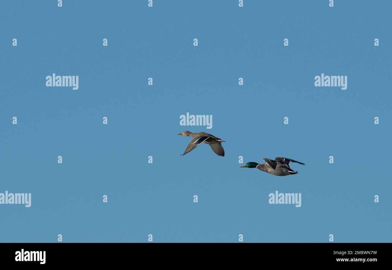 A male and female pair of mallard ducks, Anas platyrhynchos, flying ...