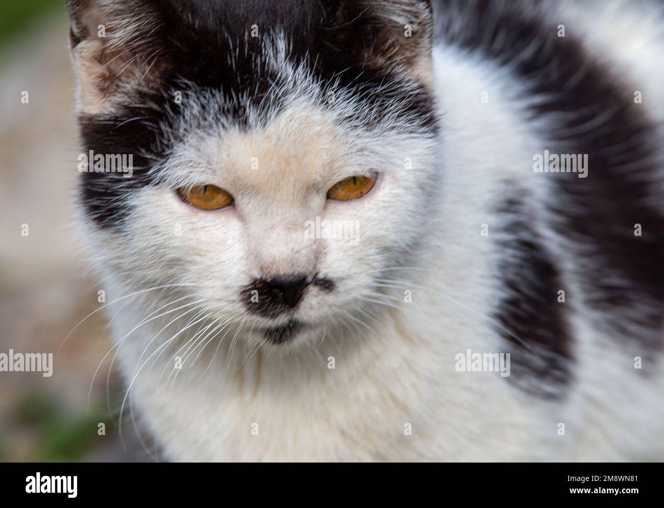 a cat with a spot on his face next to his nose in the center of ...