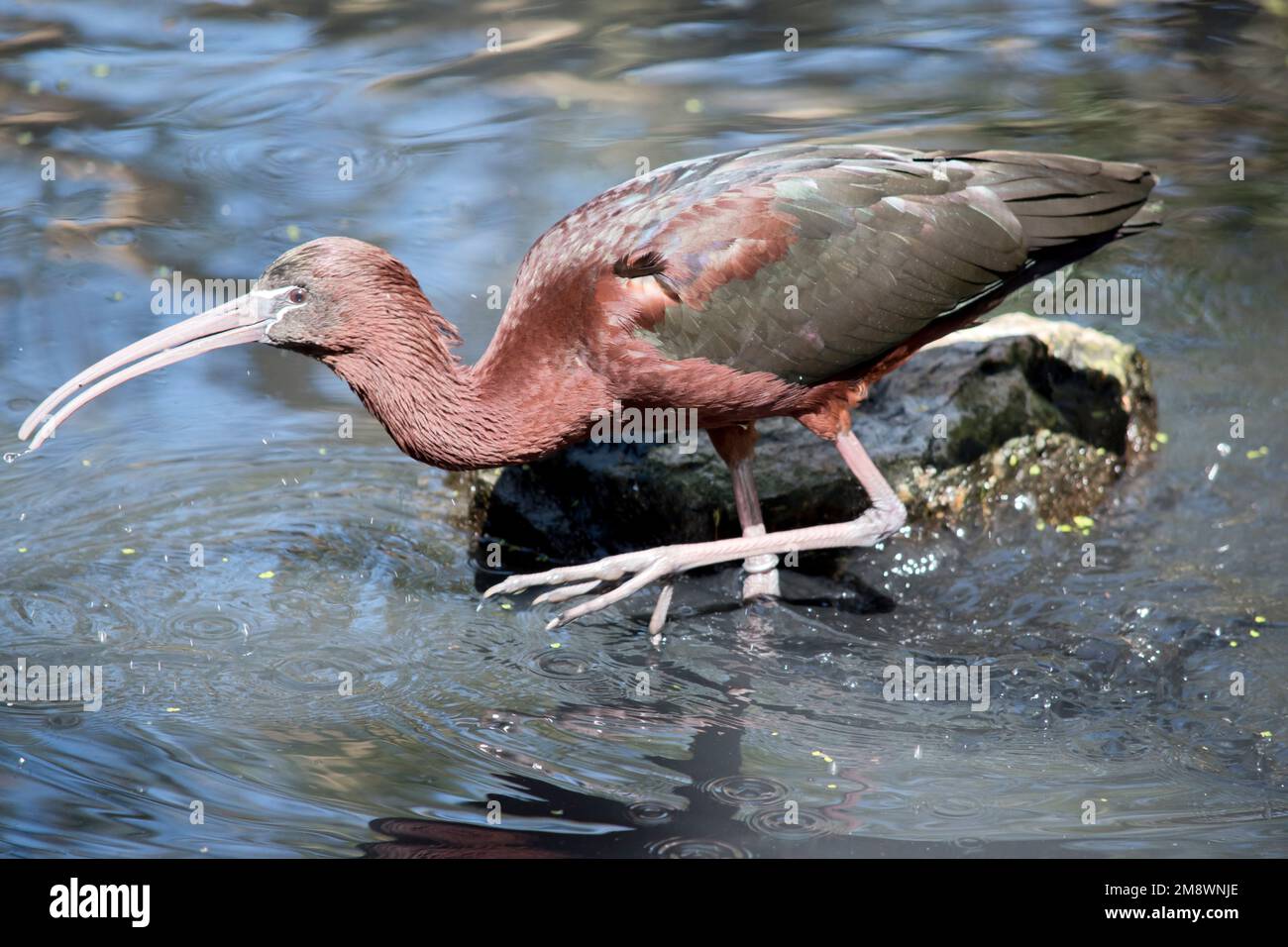 this is a side view of a glossy ibis wading through the water Stock ...