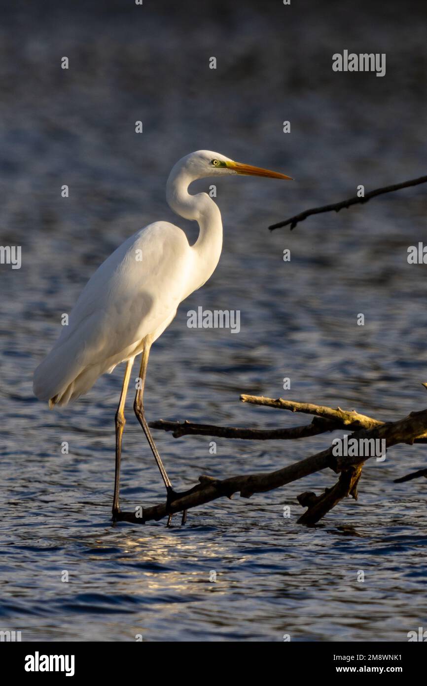 Reiger hi-res stock photography and images - Alamy