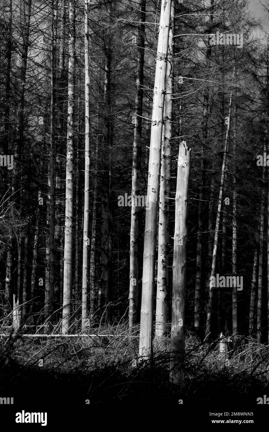 A grayscale vertical shot of pine trees in a forest Stock Photo - Alamy
