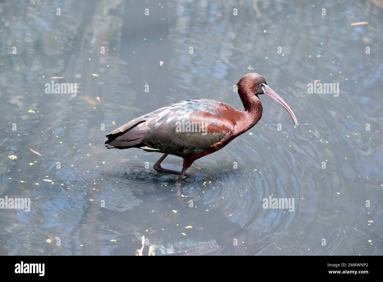 The Glossy Ibis has a distinctive long, downwards curved bill that is ...