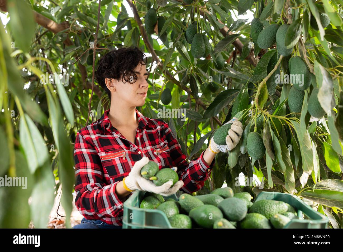 Avocado harvest peru hi-res stock photography and images - Alamy