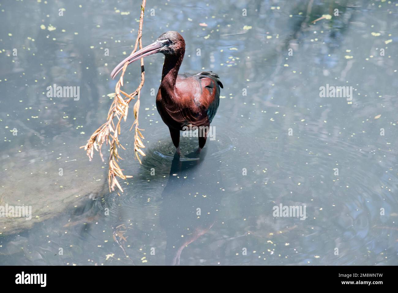 Glossy ibis nest hi-res stock photography and images - Alamy